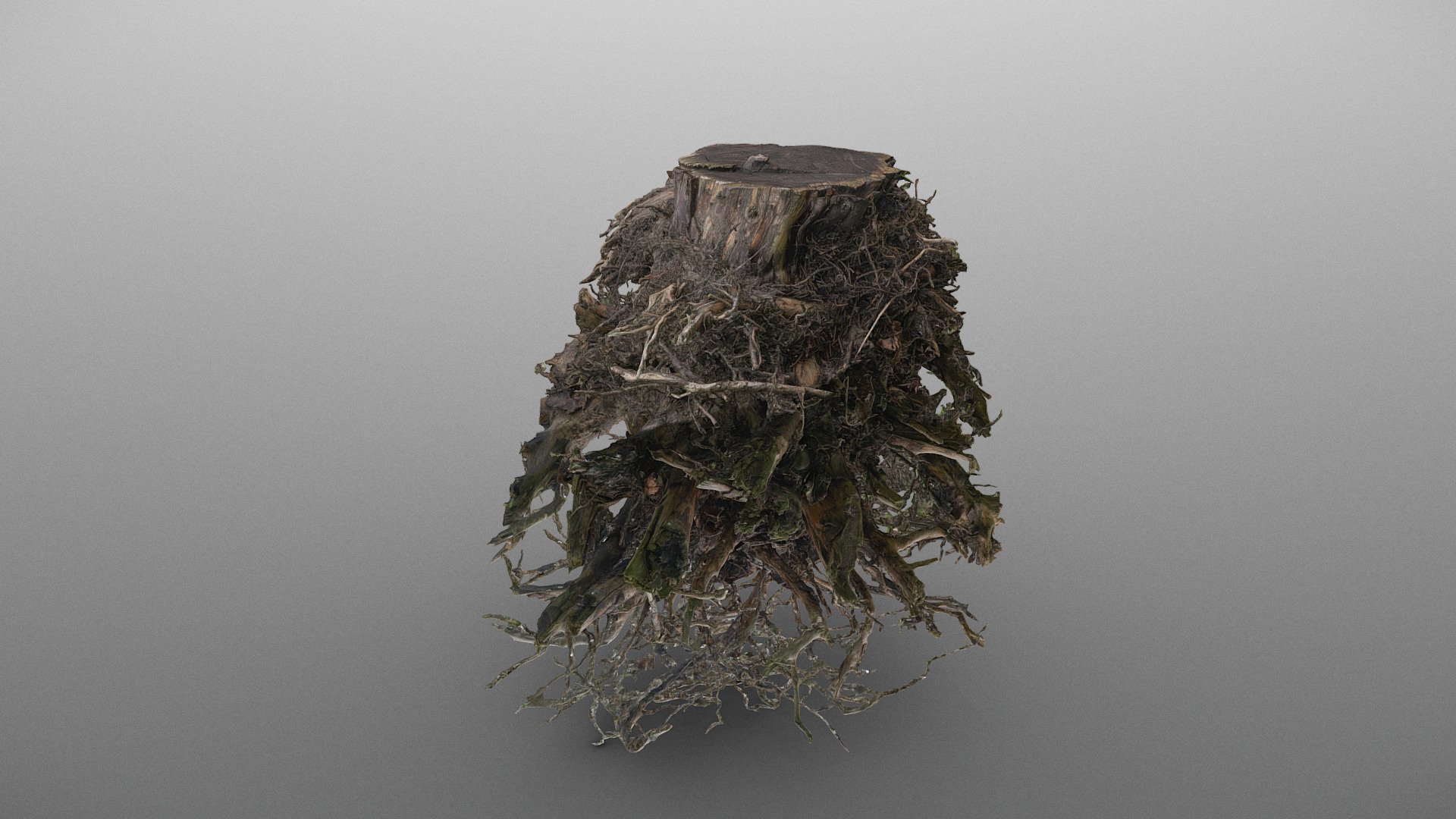 Uproot mass trunk tree - 3D model by matousekfoto [c7ac376] - Sketchfab