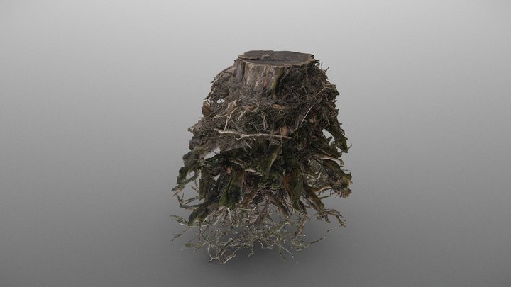 Roots 3D models - Sketchfab