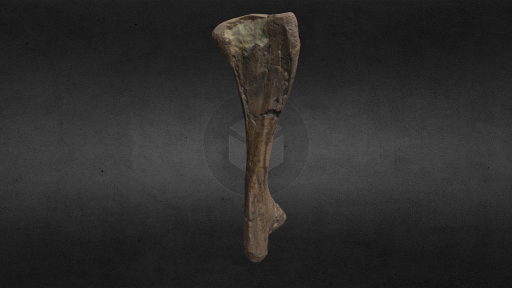 Fossiler Knochen 2 - 3D model by REKON 3D (@stefan.friedrich) [c7af018 ...
