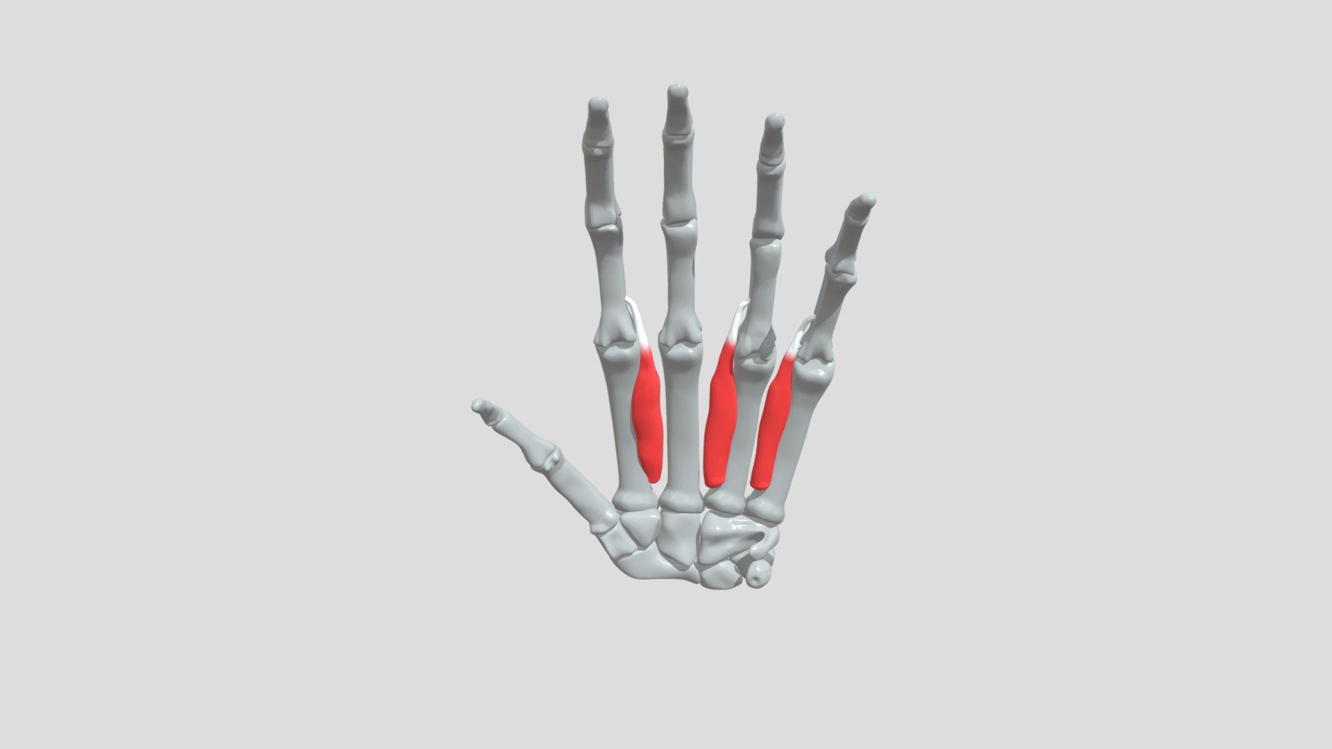 Palmar interossei - 3D model by shimxandr [c7afe04] - Sketchfab
