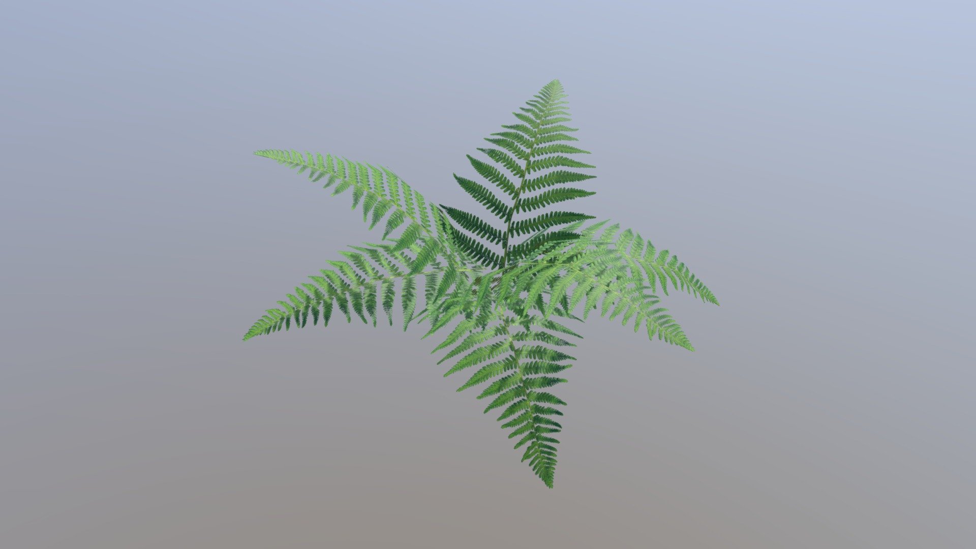 Fern 01 - 3D model by sumta [c7b2517] - Sketchfab