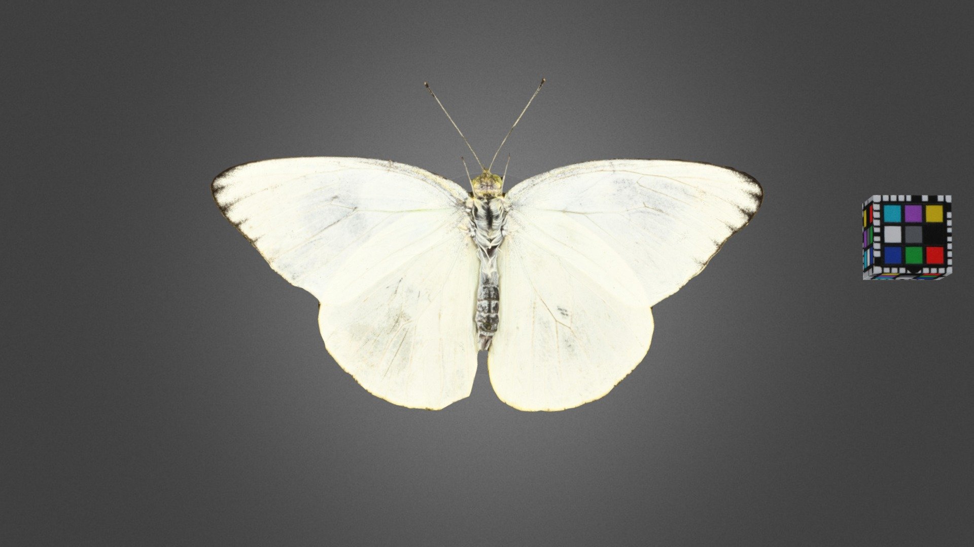 CC0 ウスキシロチョウ？ 🦋 Lemon Emigrant, C. pomona - Download Free 3D model by ...