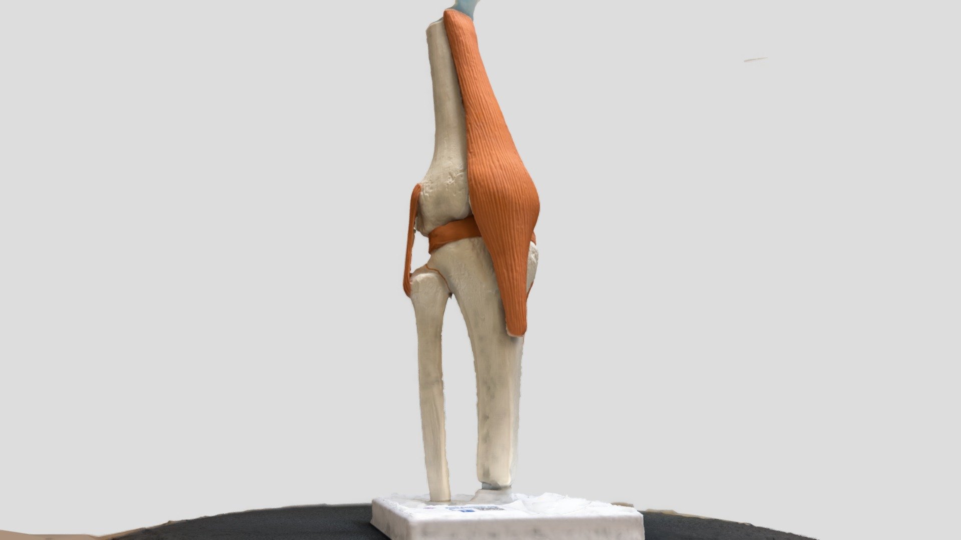 Knee Anatomical Model - Download Free 3D model by mitmur [c7b923c ...