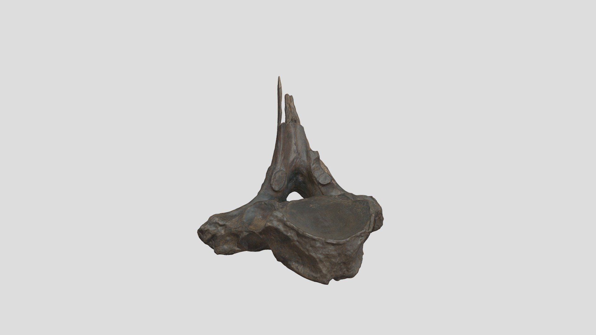 Mastodon Thoracic Vertebra - 3D model by UIPaleoRepository [c7ba382 ...