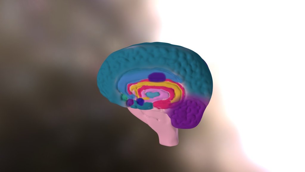 Split Brain View - 3D model by annabobana [c7c0e2b] - Sketchfab