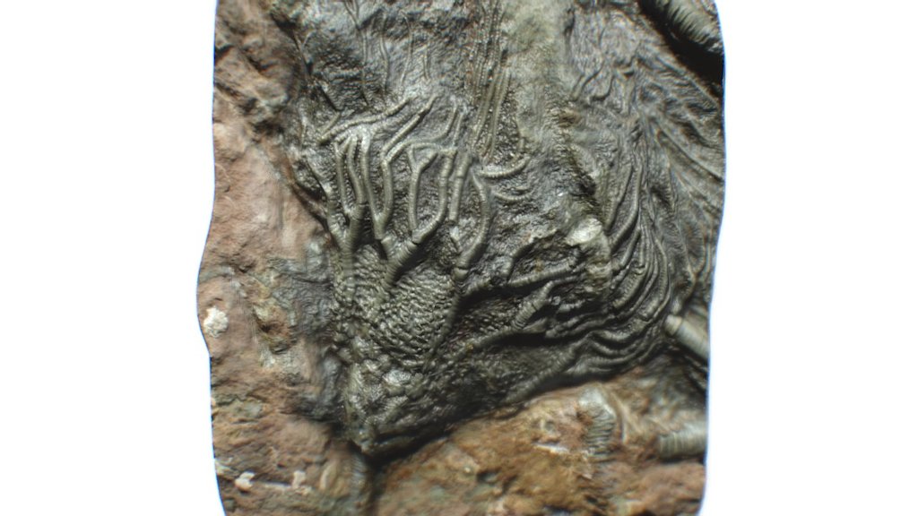 Scyphocrinite Elegans Crinoid Fossil - 3D model by Gaming Assets ...