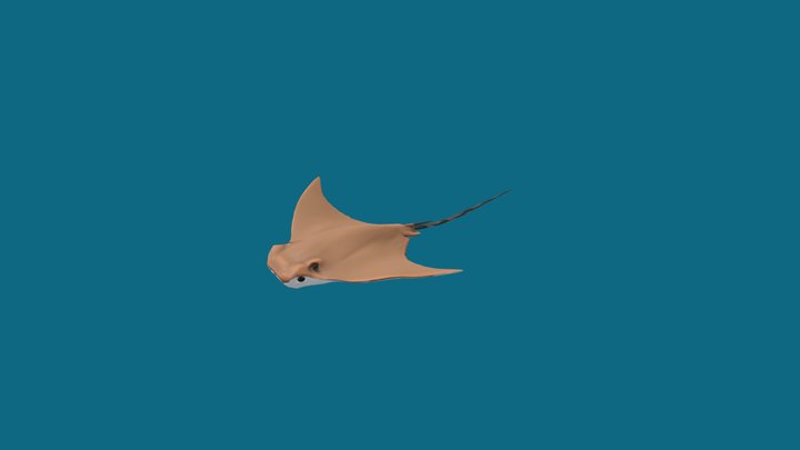 Stingray 3D models - Sketchfab