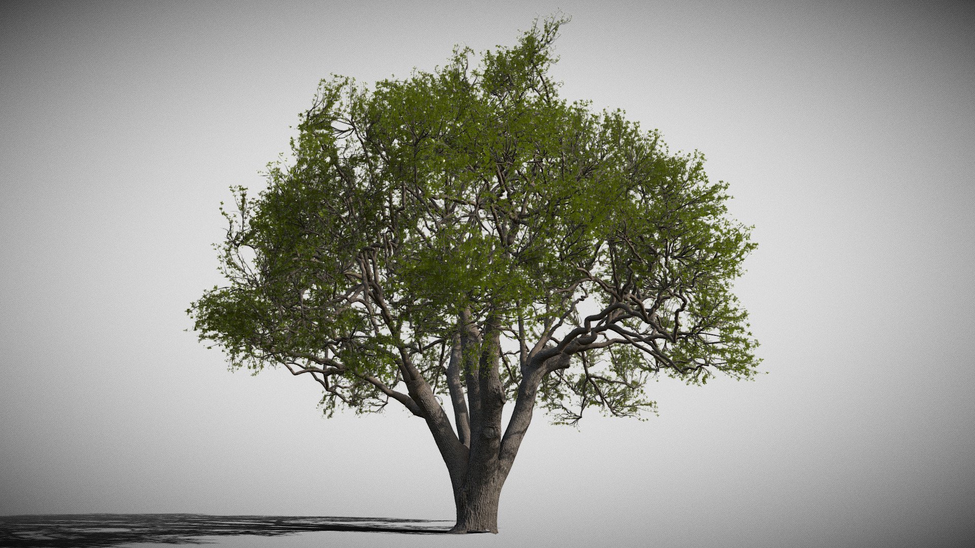 Vegitation Live Oak Tree B - Buy Royalty Free 3D model by rdashkevicz ...