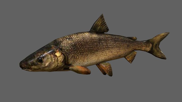 Seaworld 3D models - Sketchfab