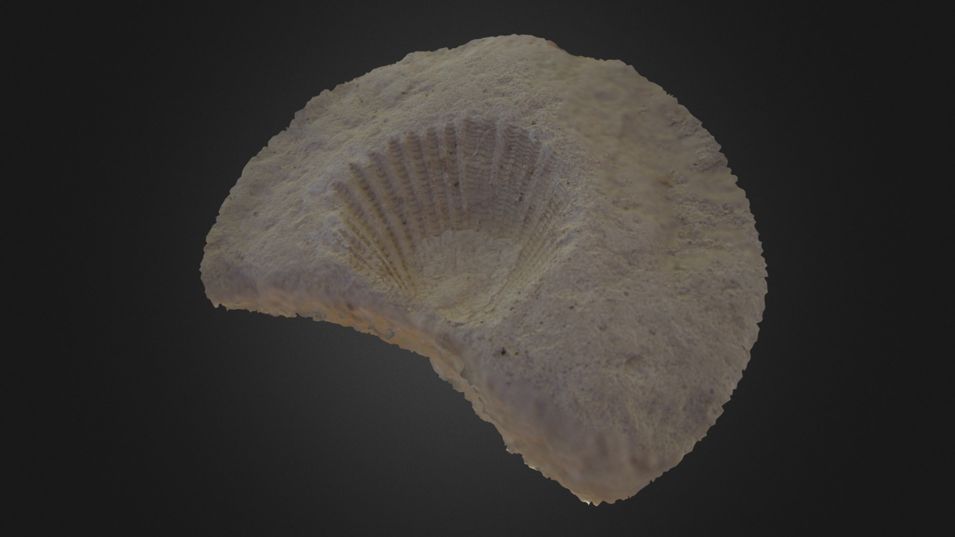 Shell rock imprint - 3D model by SenYul [c7cee0e] - Sketchfab