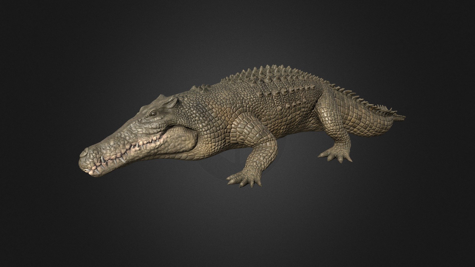Saltwater Crocodile - 3D model by Rifat3D [c7d41c0] - Sketchfab