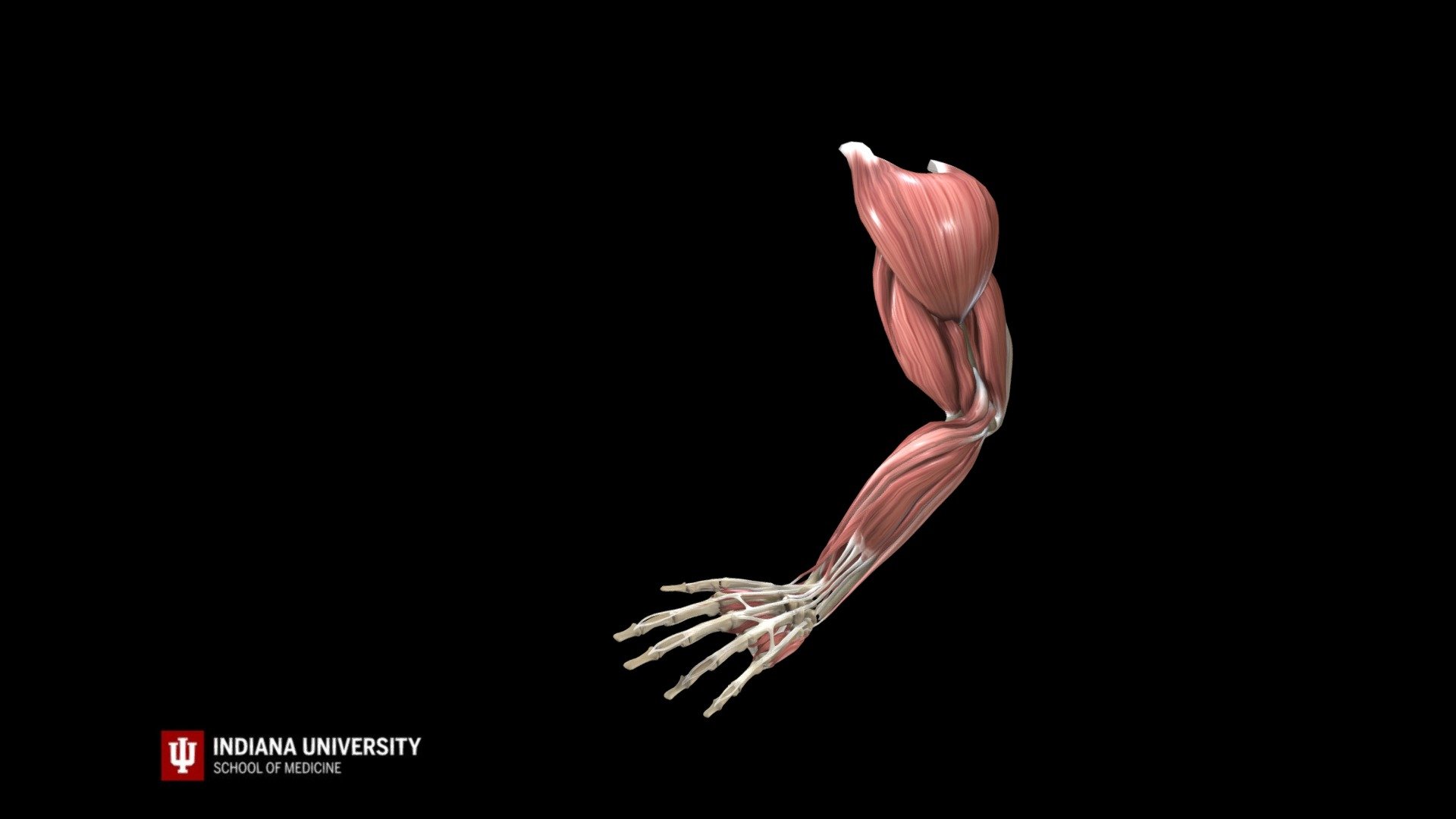 Wrist - Finkelstein's Exam: Male - 3D model by 3D History (@Dockive ...