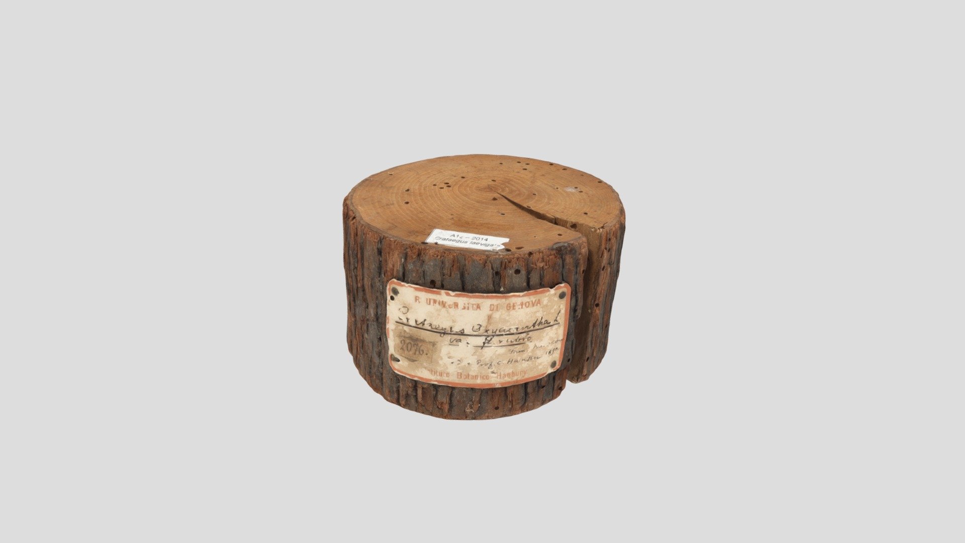 Wood Collection, Xylarium sample #16 - 3D model by SMA-UniGe [c7ddbba ...