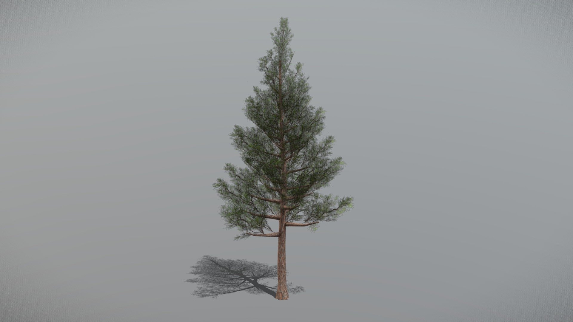 Pine 3 (Animated Tree) - Buy Royalty Free 3D model by bsp [c7df290 ...