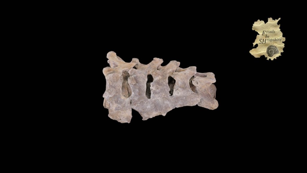 Mammoth sacrum - Download Free 3D model by Fossils in Shropshire ...