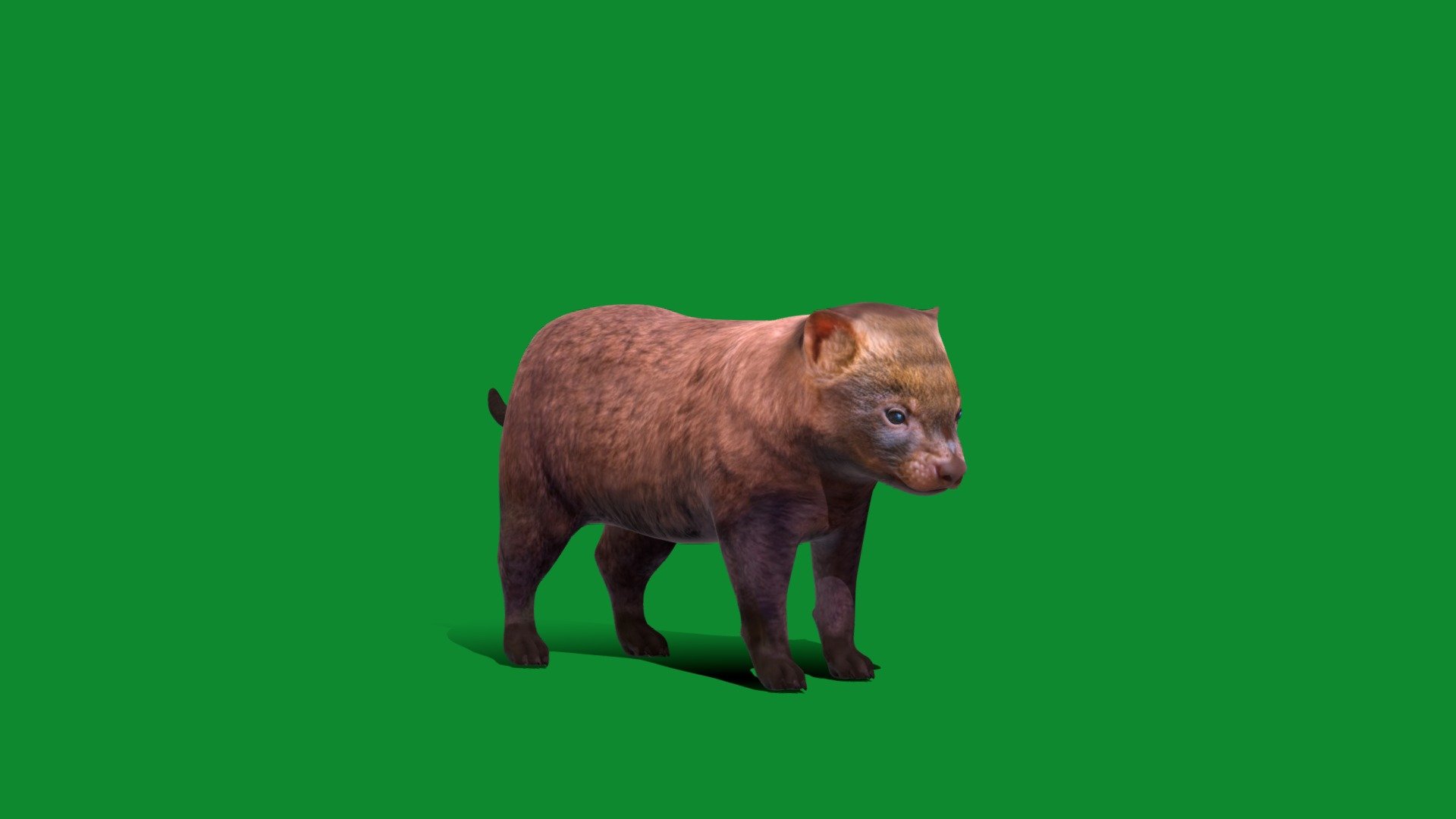 Young Bush Dog - Buy Royalty Free 3D model by Nyilonelycompany [c7e7273 ...