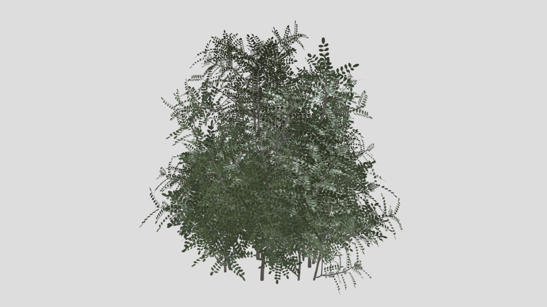Tree - Download Free 3D model by LocalPlantSupply [c7f1c92] - Sketchfab