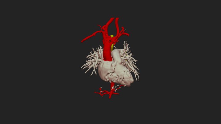 Trachea 3D models - Sketchfab