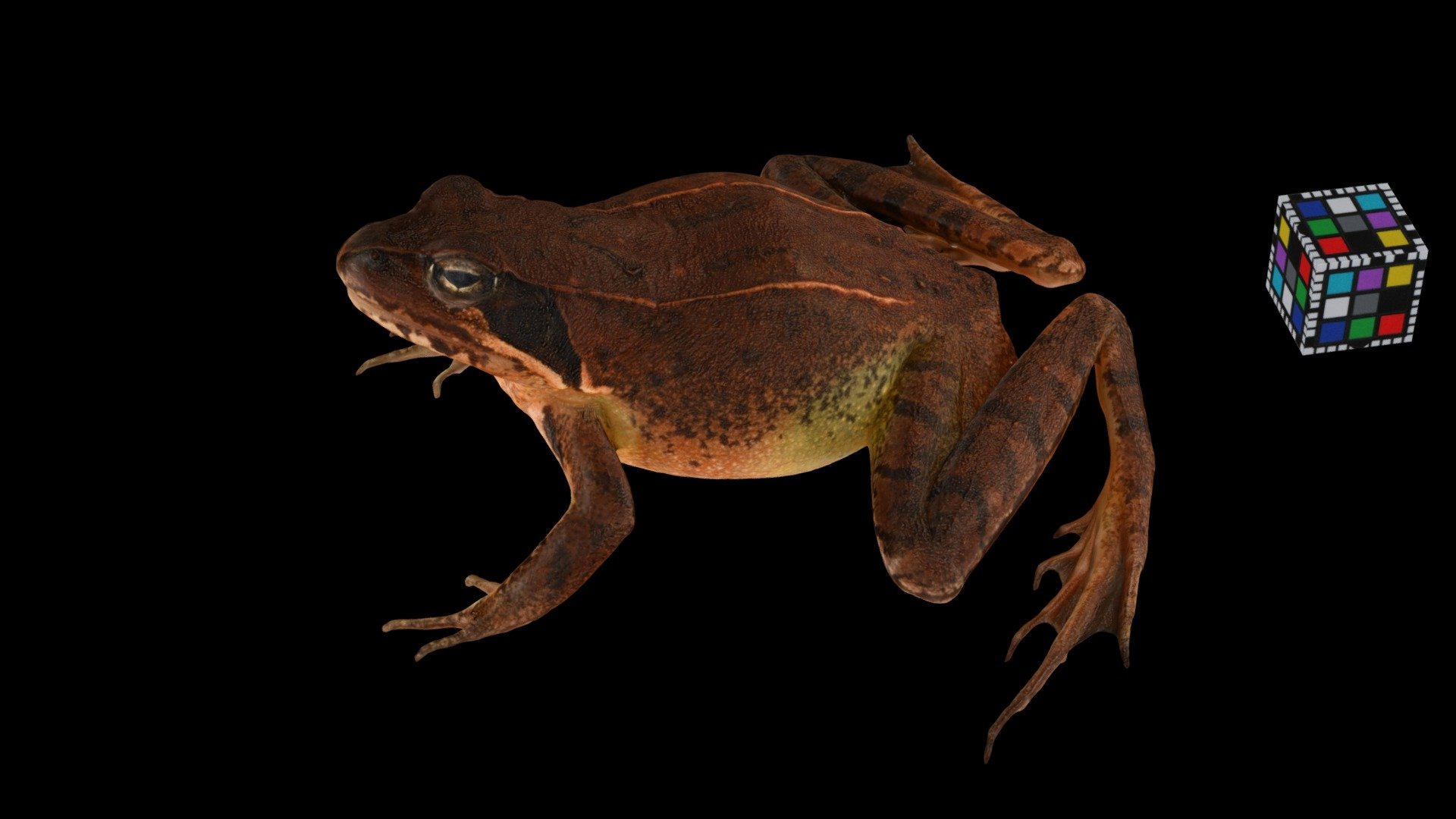 ニホンアカガエル 🐸 ♀ Japanese Brown Frog, Rana japonica - 3D model by ffish ...