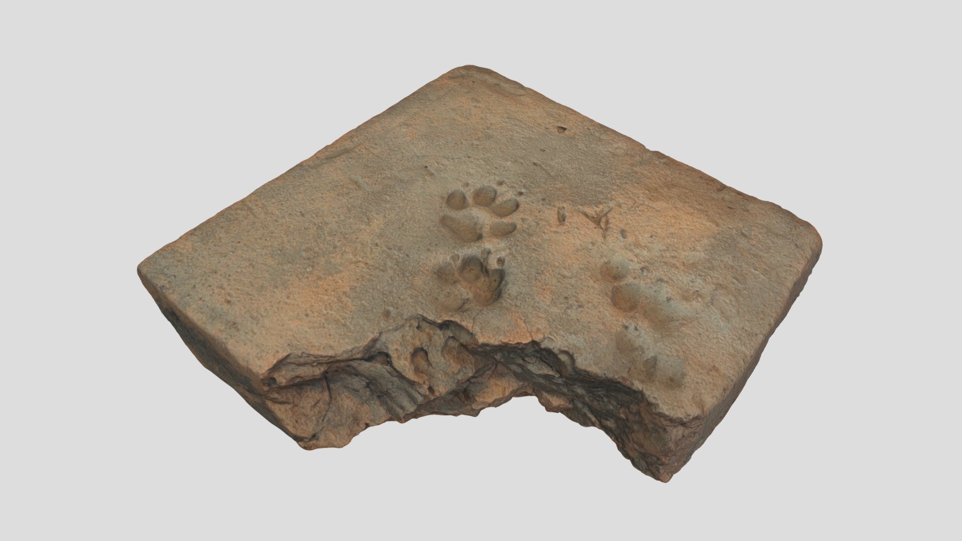 Dog Paw Print - 3D model by UoMArchaeologyTechnician (@TechnicianUoM ...