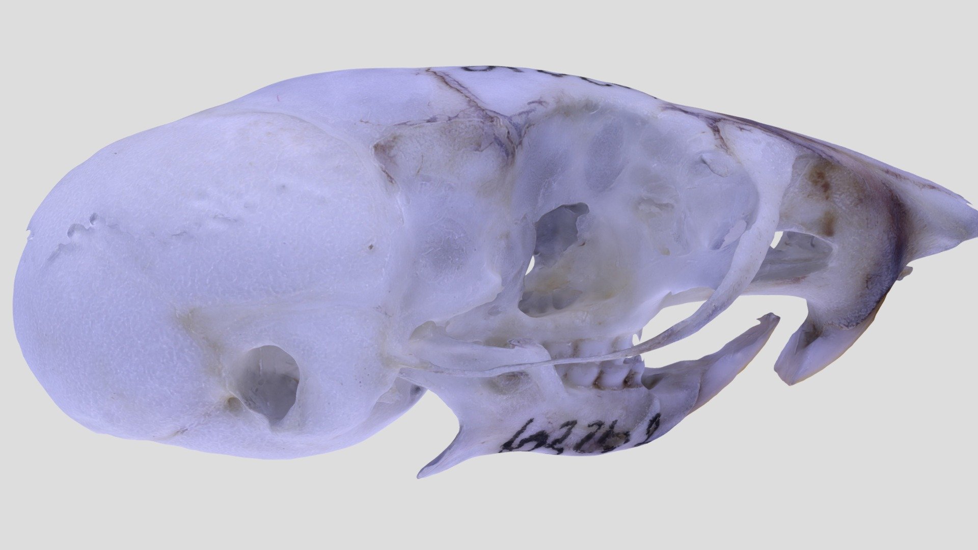 UWYMV:Mamm:6326, Perognathus fasciatus, Skull - Download Free 3D model ...