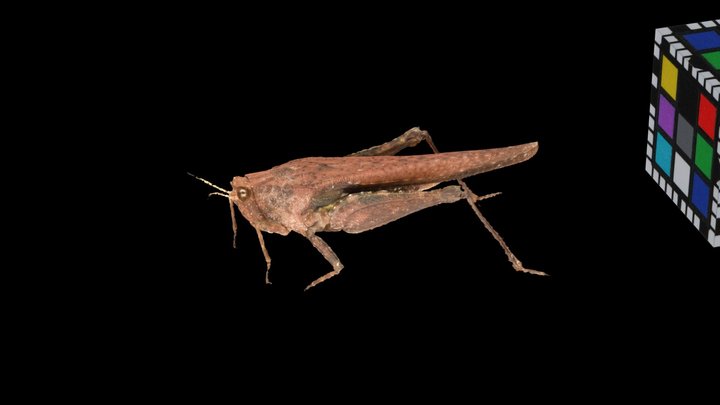 Locust 3D models - Sketchfab