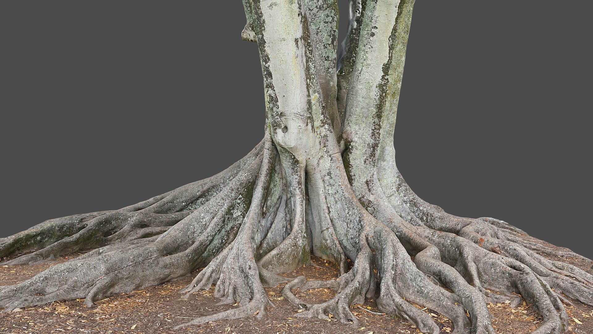 Moreton Bay Fig Tree 2 Rescan - Download Free 3D model by b_nealie ...