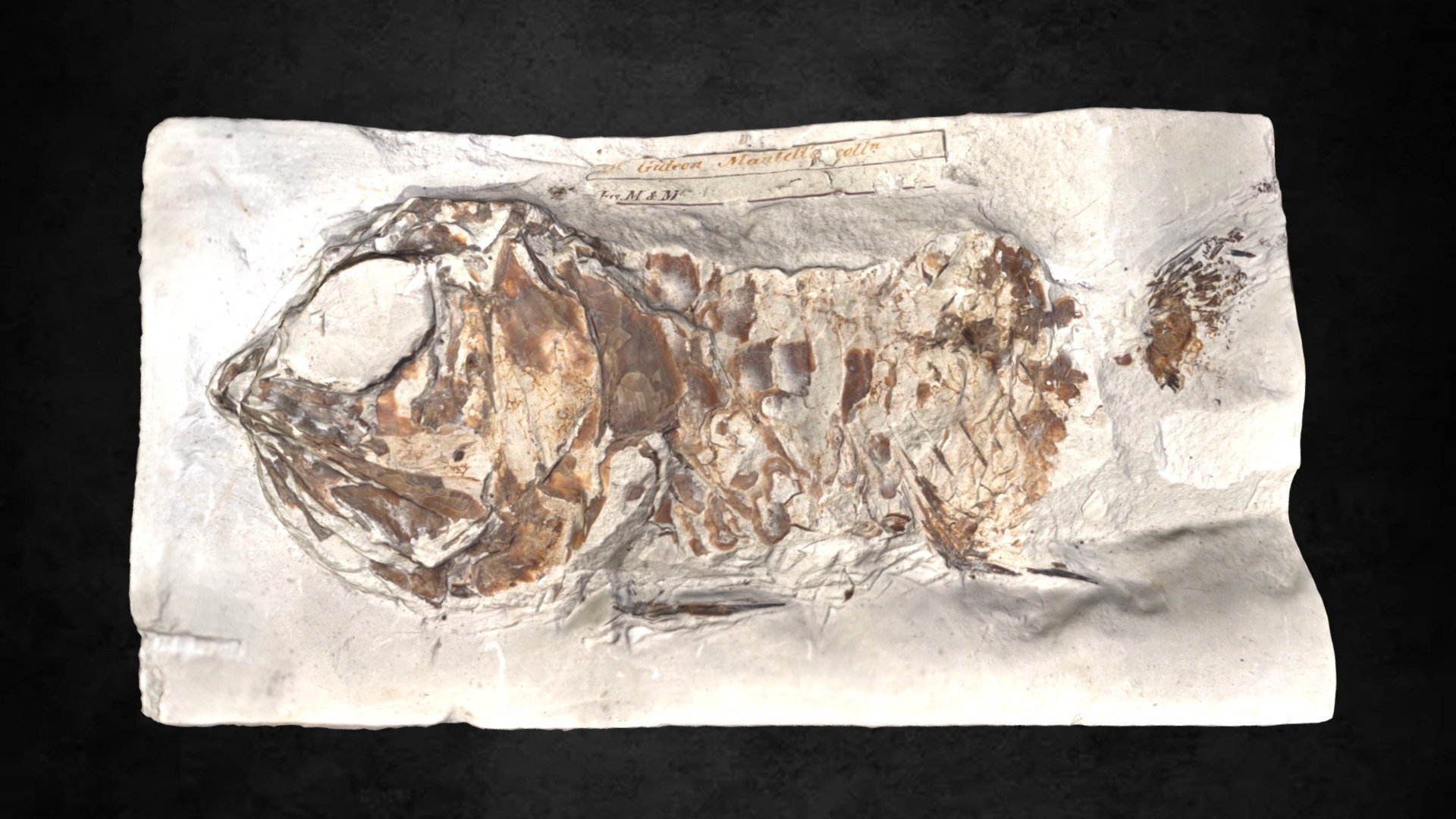 Beryx Lewesiensis Fossil in Chalk - Download Free 3D model by The Watt Institution ...