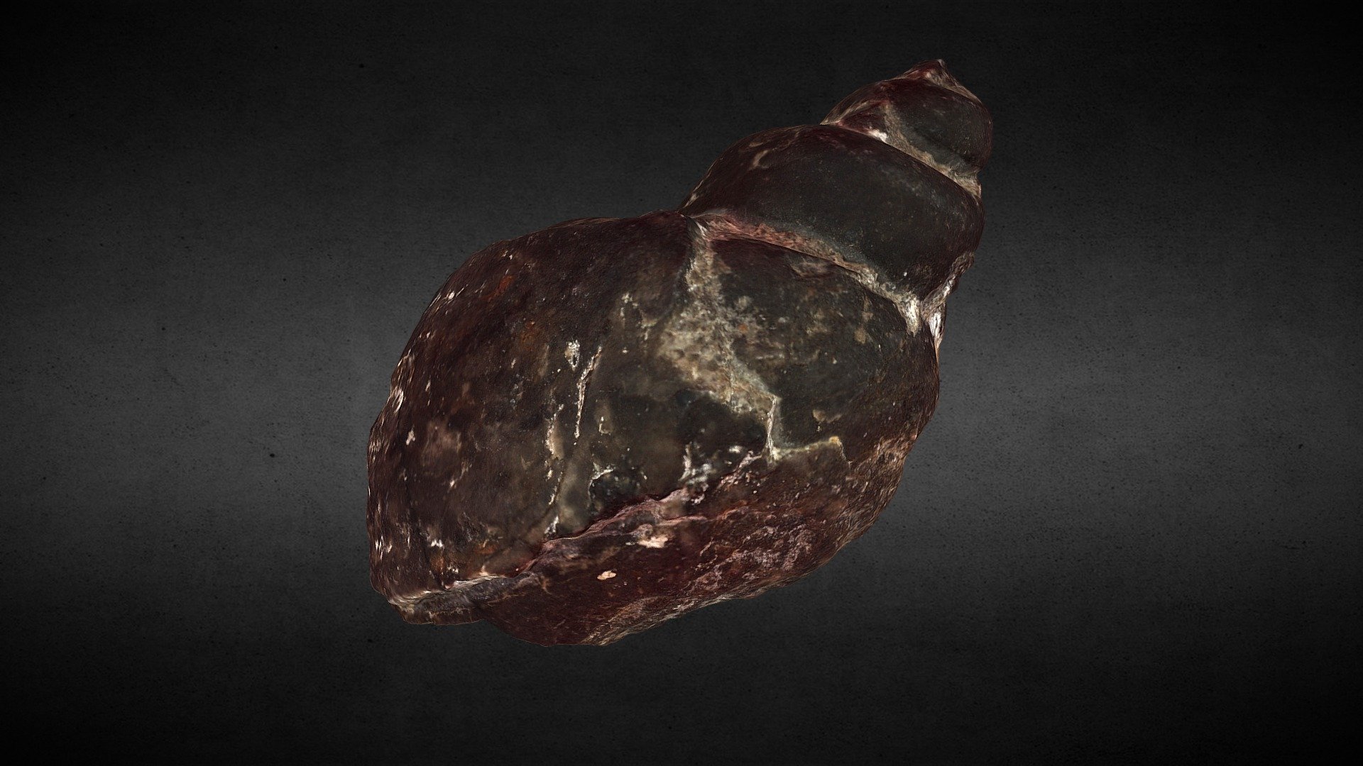 Tylostoma sp. - 3D model by paleontologiaudec [c81e04d] - Sketchfab