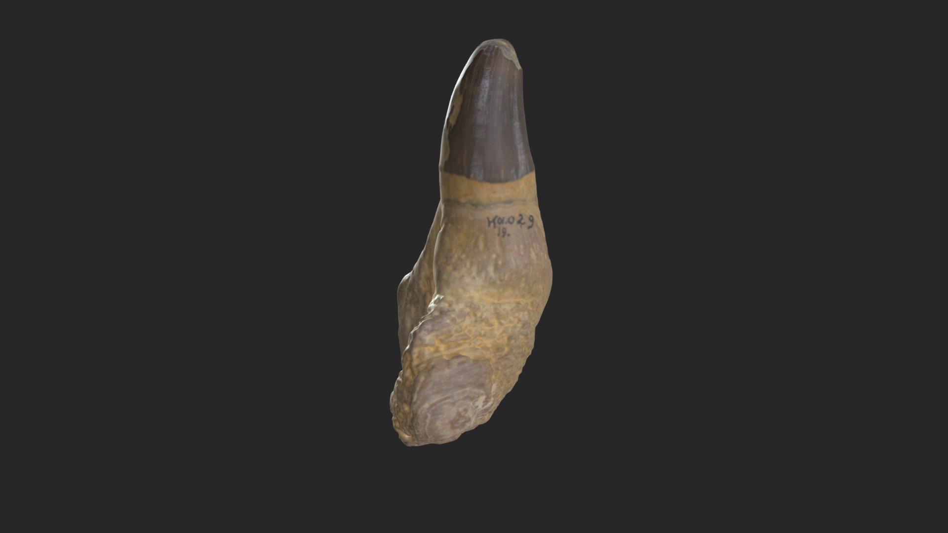 mosasaur tooth 000 501 - 3D model by MSP-Paleo [c81e832] - Sketchfab
