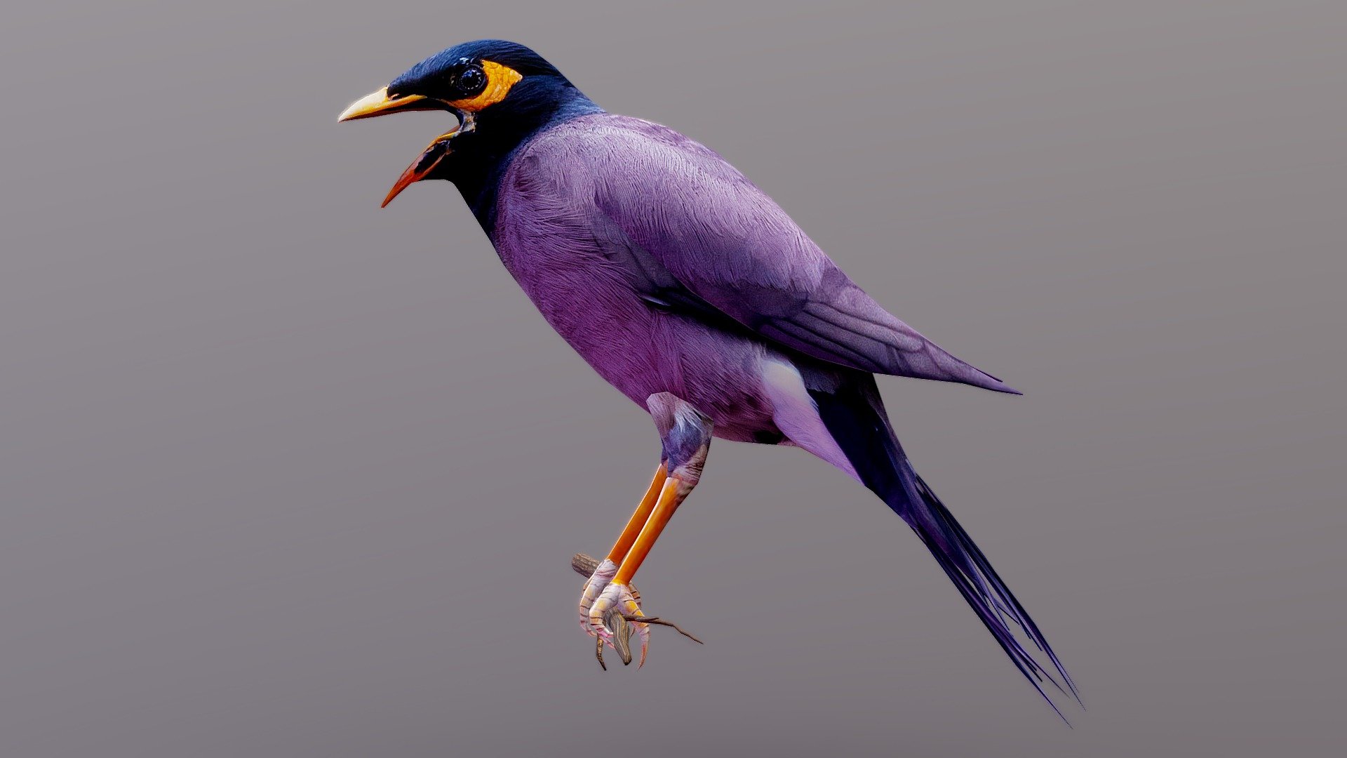 Bird - Buy Royalty Free 3D model by 3Dee (@mellydeeis) [c828cc9 ...