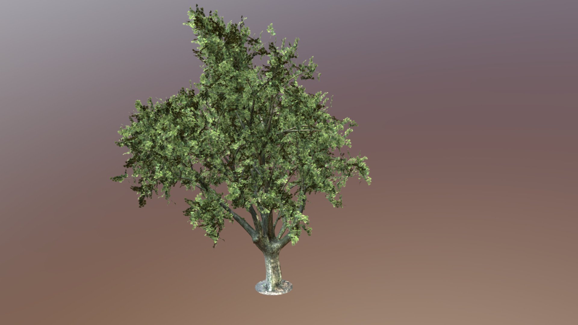 Plane_tree_2 - Buy Royalty Free 3D model by Maxim.O [c82d3a7 ...