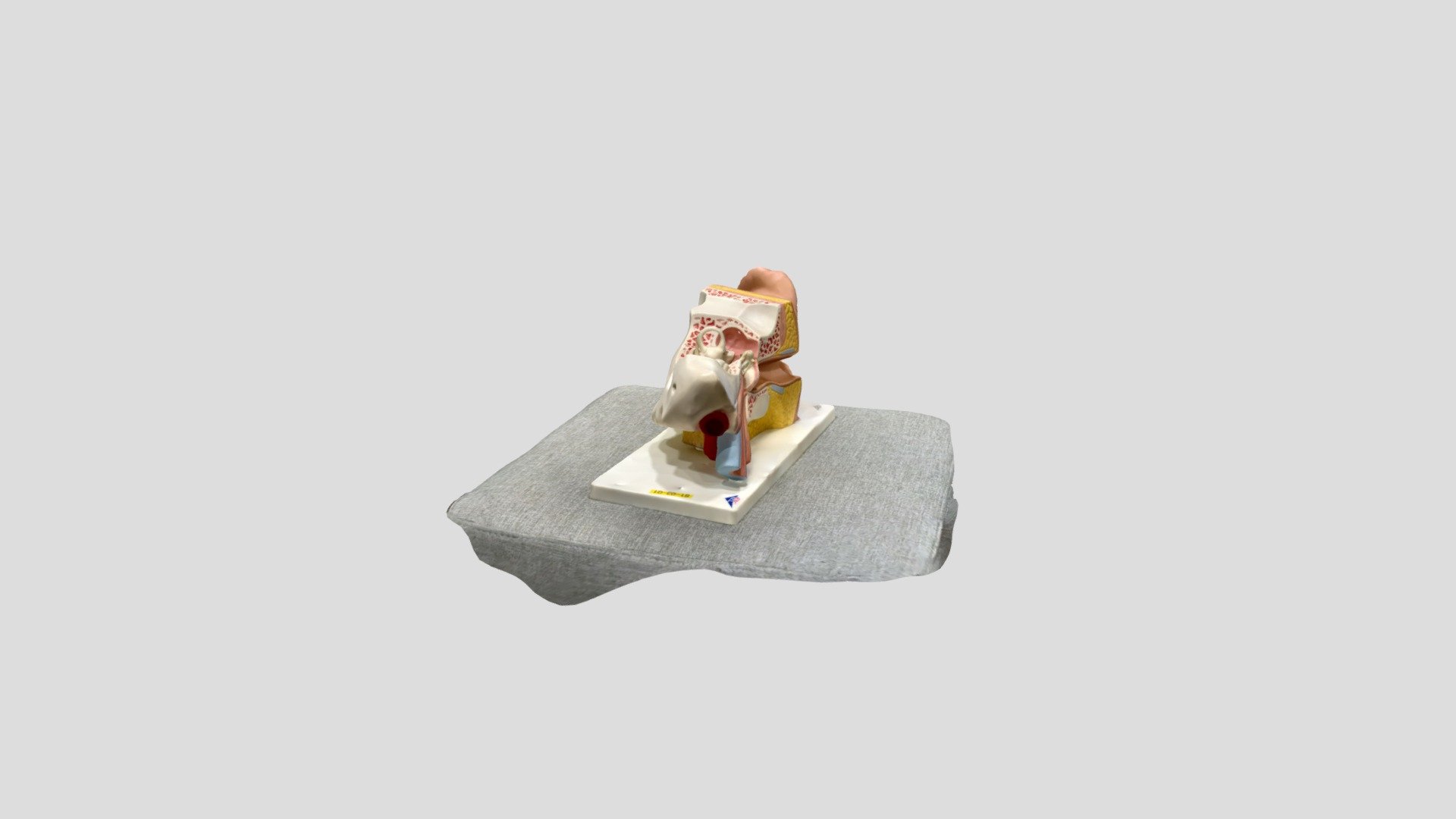 Ear v2 - 3D model by CLTE Edtech User9 (@eyeNear) [c82ebc9] - Sketchfab
