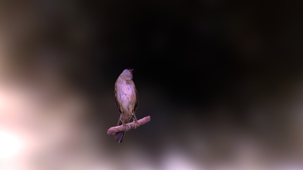 Golden Crowned Sparrow one - Download Free 3D model by ACEPrinceRupert ...