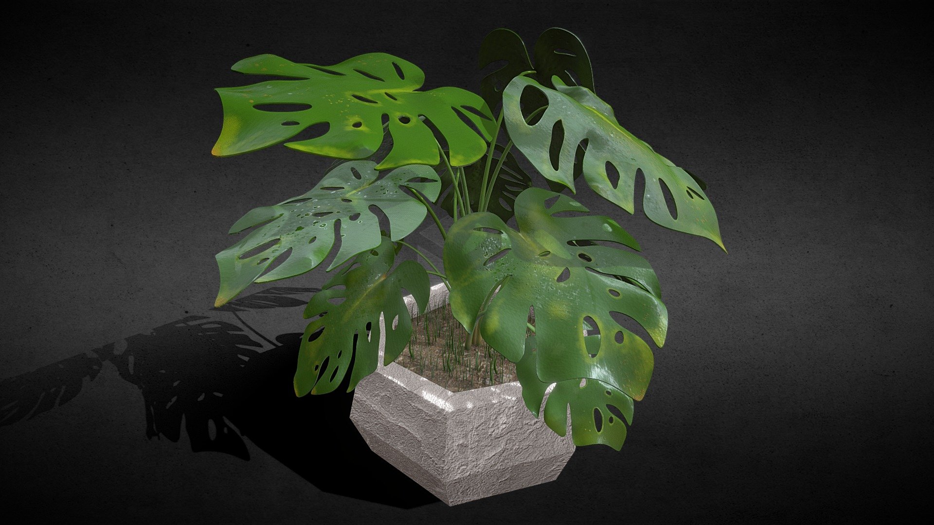 MONSTERA DELICIOSA - Buy Royalty Free 3D model by ECHO (@Echo.3D ...