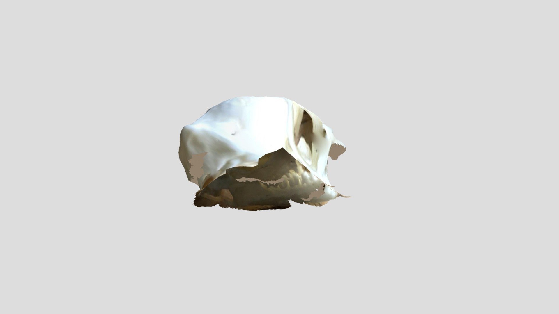 Tree Shrew skull - Download Free 3D model by jweinberger [c83b23f ...