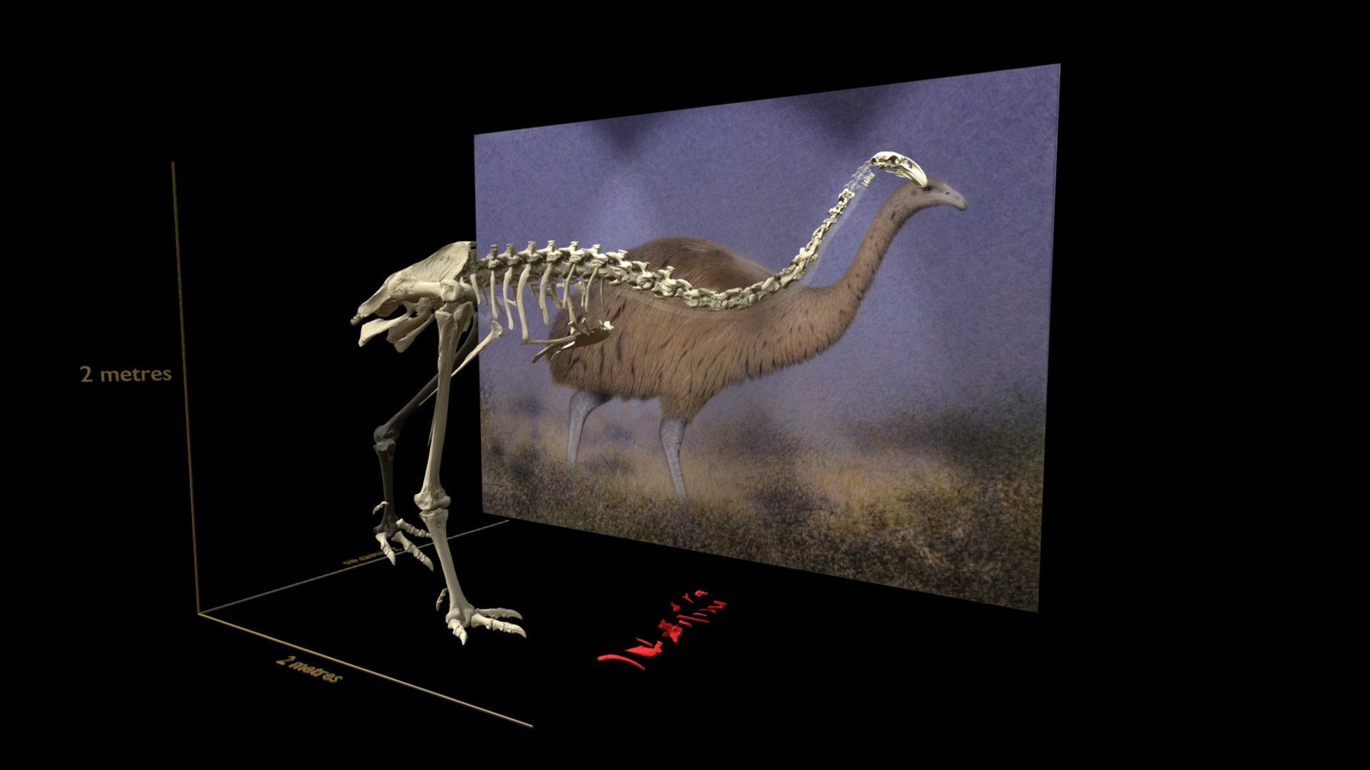 Moa nunui / South Island giant moa - 3D model by Auckland Museum ...