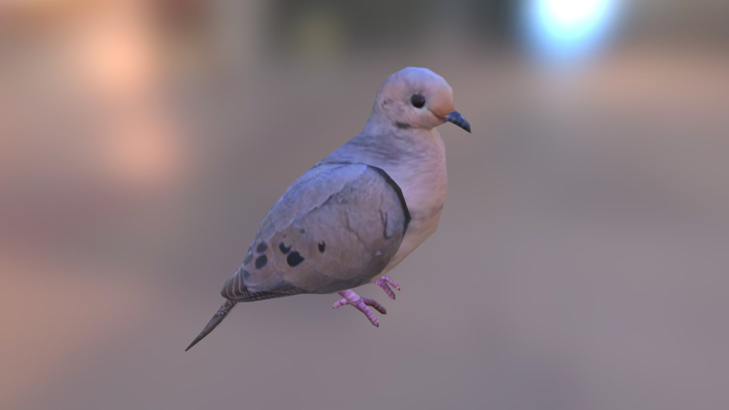 Mourning Dove - 3D model by Tristan Shelton (@puck6633) [c8422b6 ...