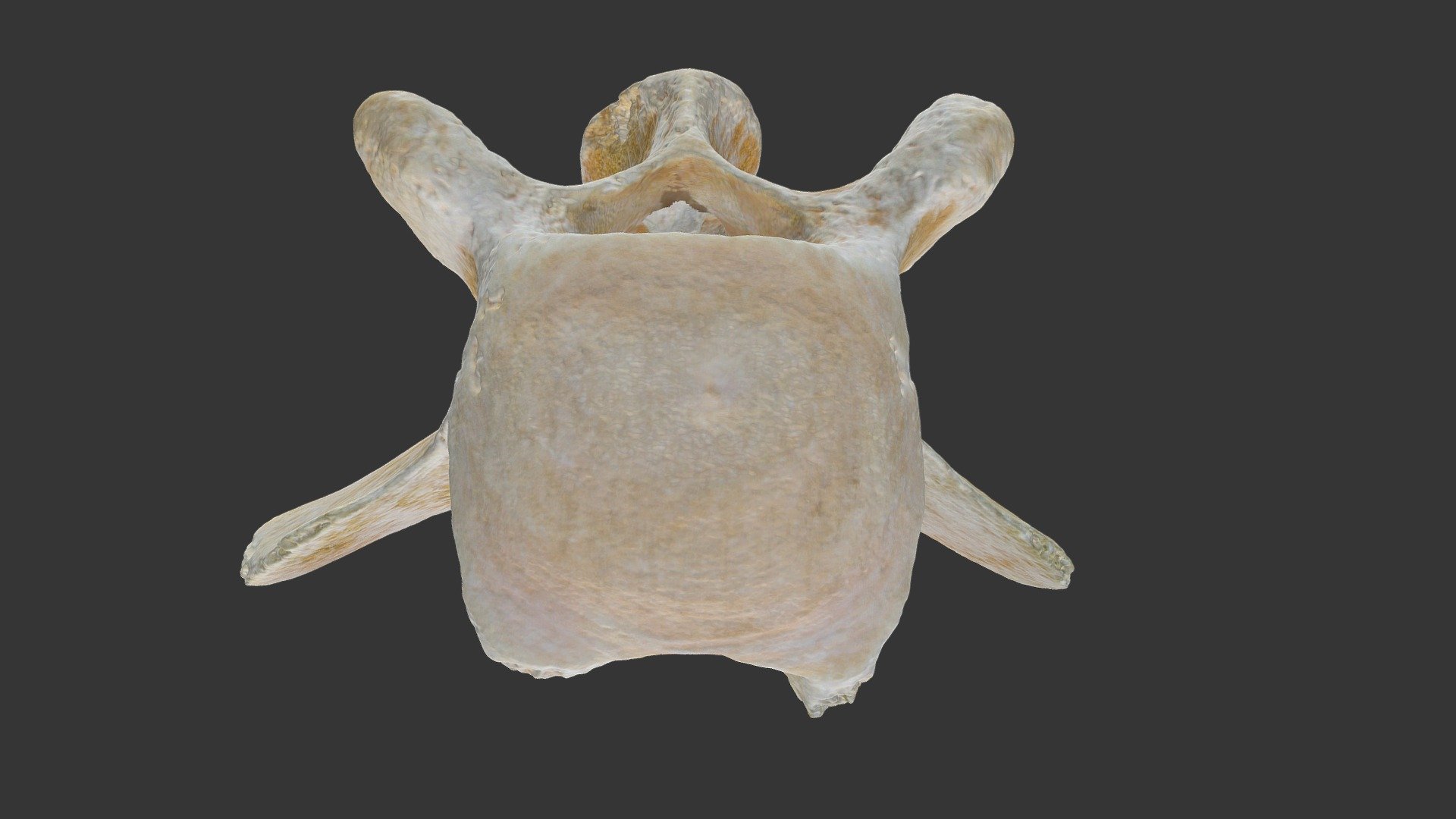 Bovino: Vértebra caudal (Vértebra coccígea) - 3D model by PaleoLab-ULE ...