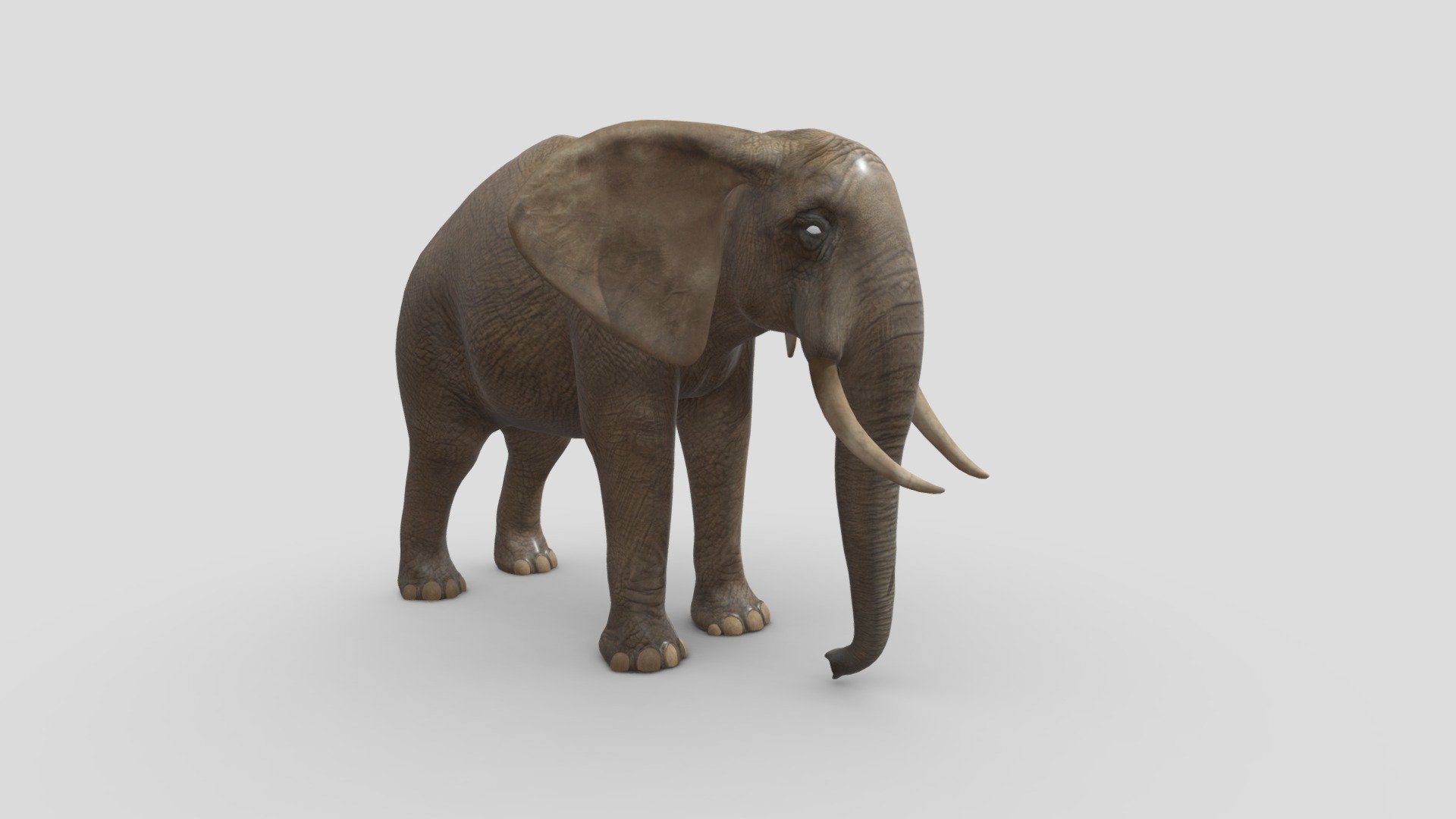 elephant - Buy Royalty Free 3D model by local.yany [c844544 ...