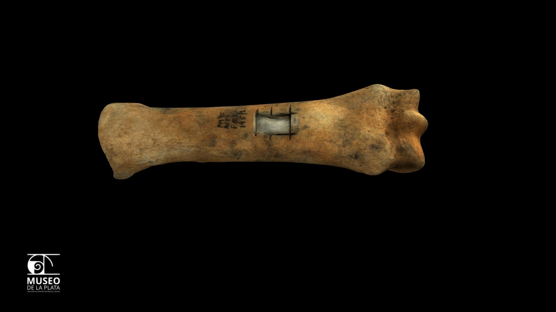 Hippidion de Piedra Museo (AEP1.F(e).195/1) - 3D model by Museo de La ...