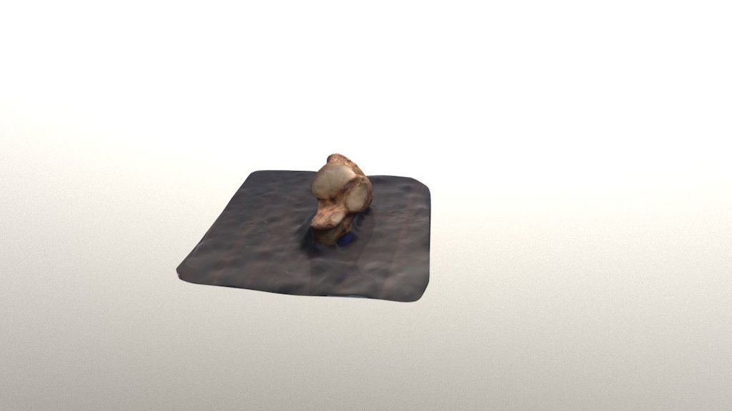 Calcáneo - 3D model by carocesar [c8474be] - Sketchfab