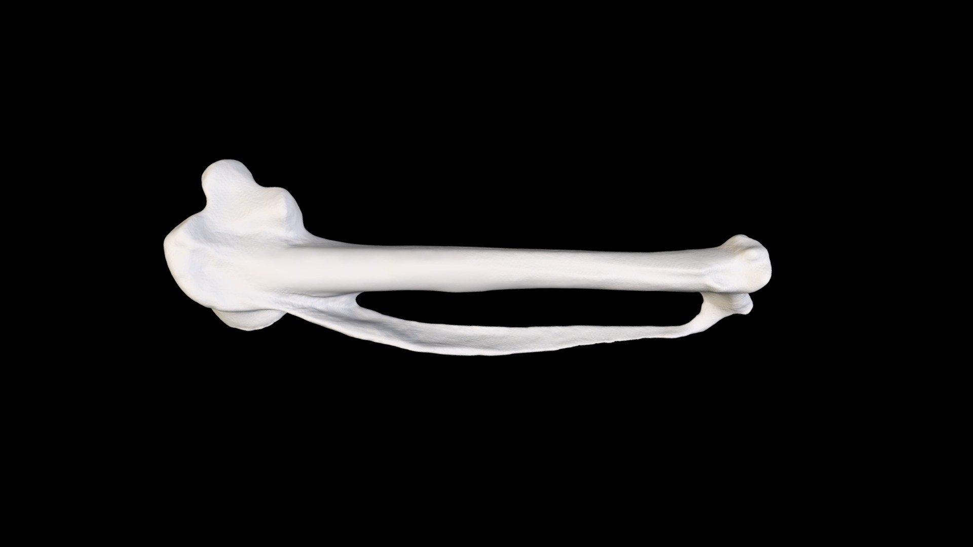 Kererū (H. novaeseelandiae) carpometacarpus - 3D model by Auckland ...