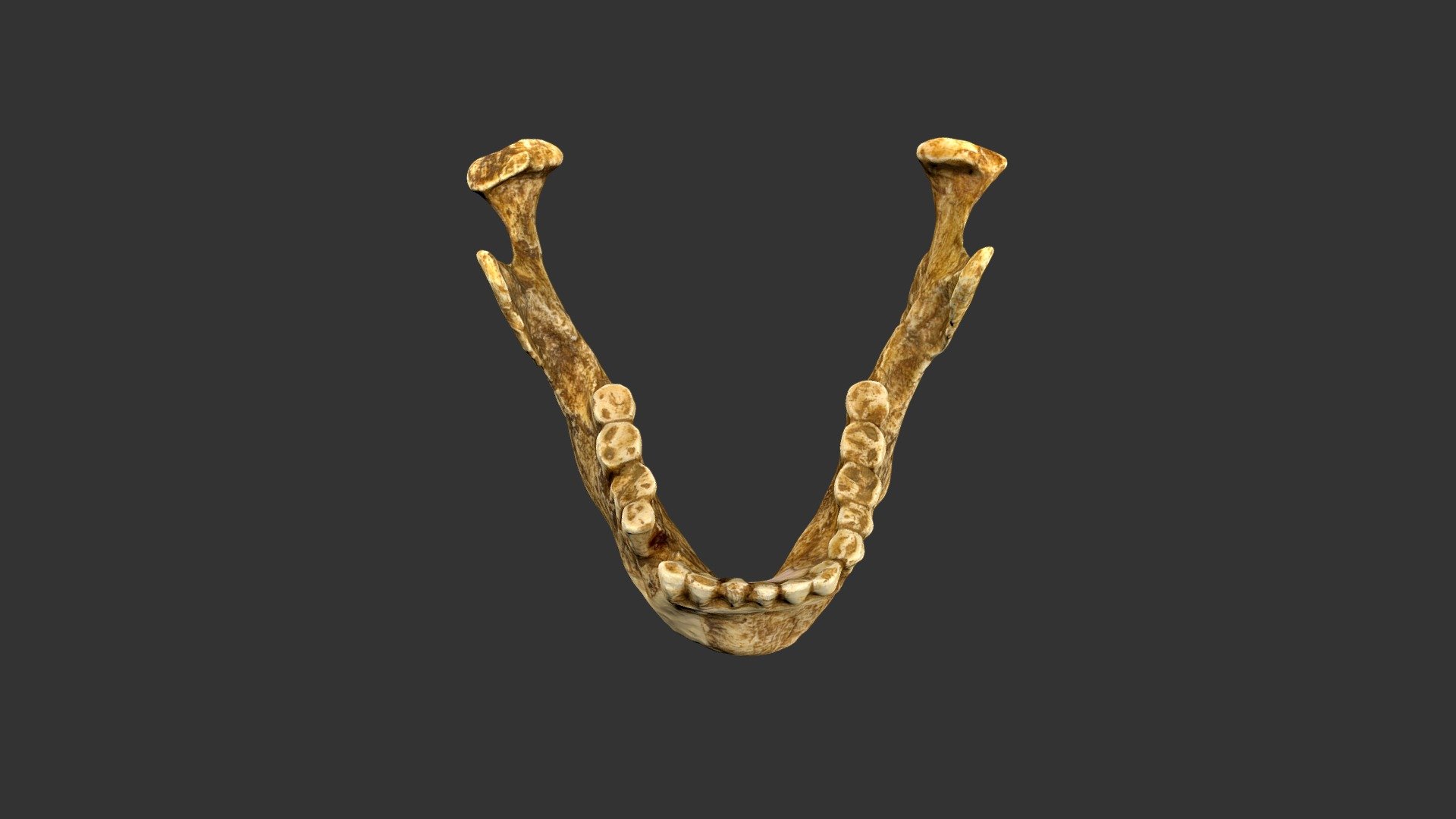 Homo sapiens Skhul 5 (2501.1rp37-2) - Download Free 3D model by RLA ...