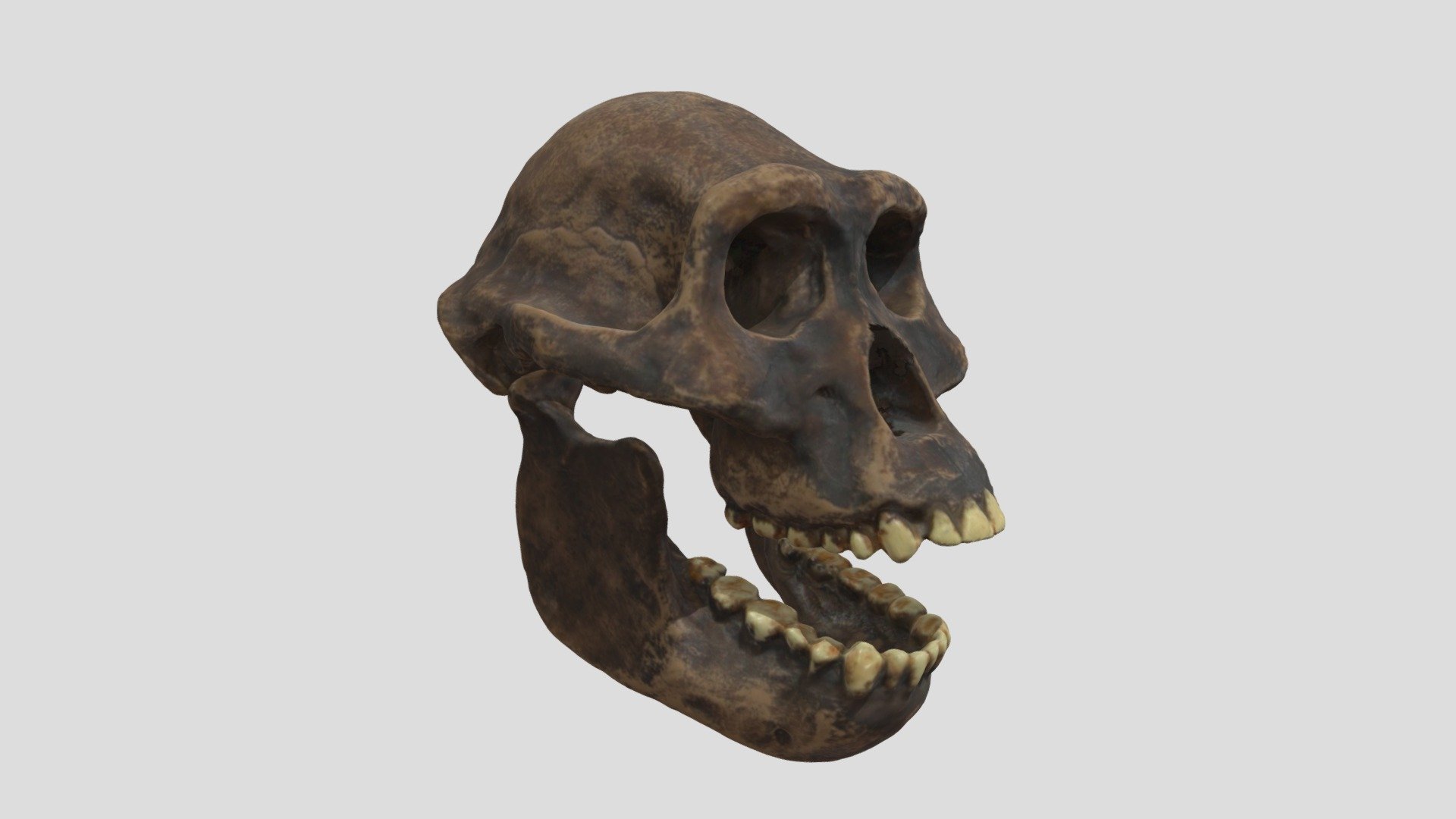 Australopithecus afarensis (crâne et mandibule) - 3D model by Service de biologie du ...