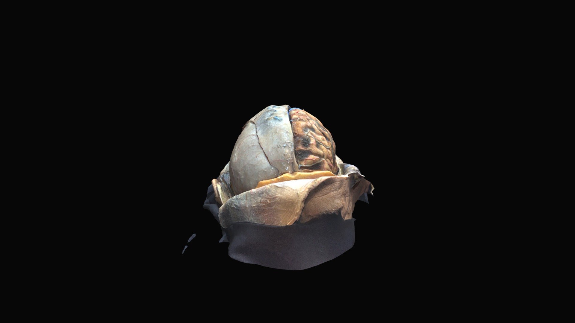 Cadaveric human head model - 3D model by Istanbul-Microneurosurgery ...