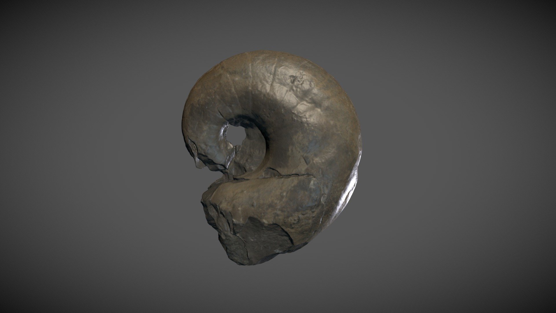 A Carboniferous cephalopod ! - Download Free 3D model by EDDyLab ...