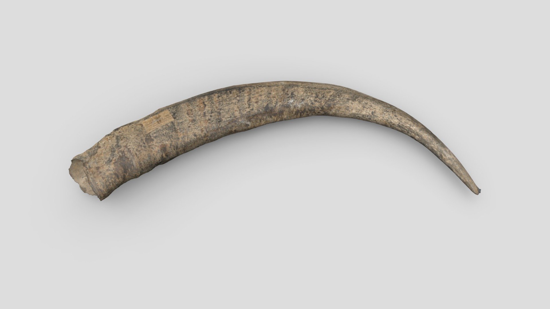 Prehistoric Ibex horn - 3D model by Southampton Cultural Services ...