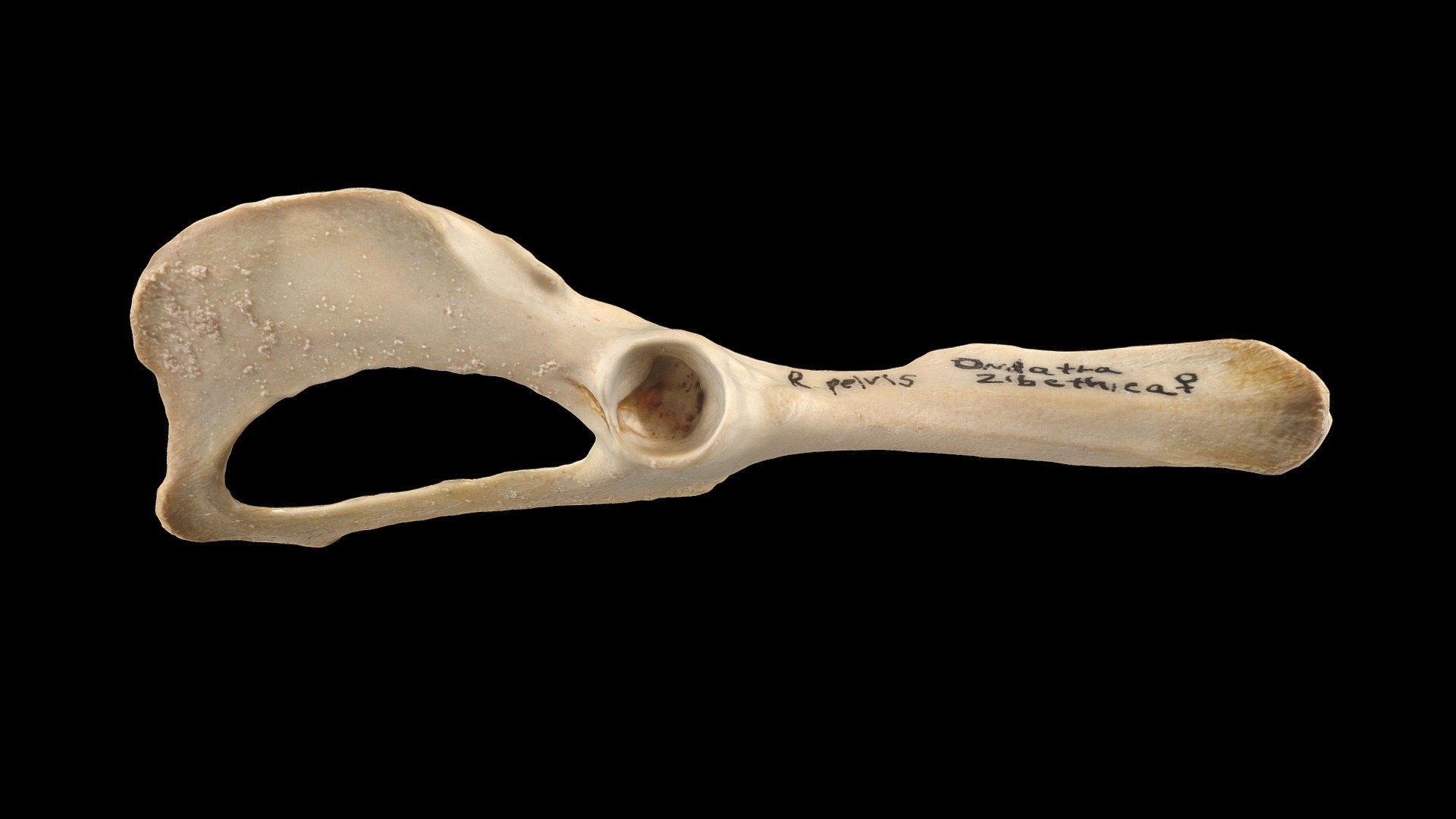 Muskrat (Ondatra zibethicus), Right Pelvis - 3D model by UWLzooarch ...