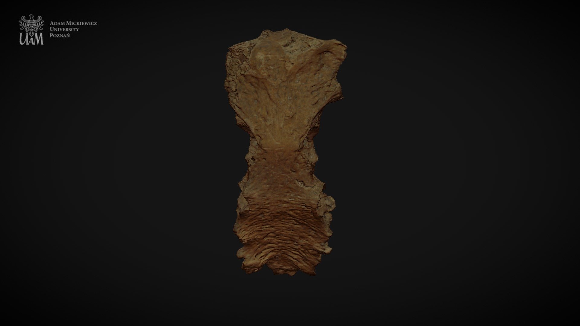 Achondroplastic dwarf - sternum - 3D model by AMU Human Evolutionary ...